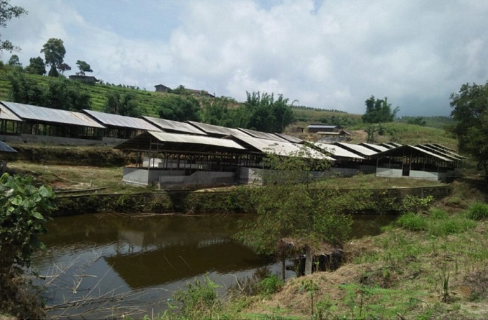 Ternak Babi Pondok Bulu Melebihi Kapasitas