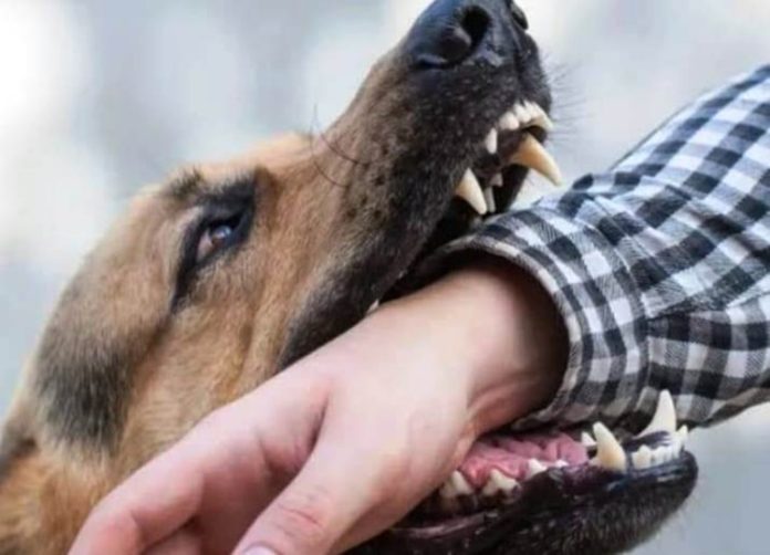 Tips Awal Jika Digigit, Dokter Hewan Disbunak Sumut Paparkan Ciri Hewan ...